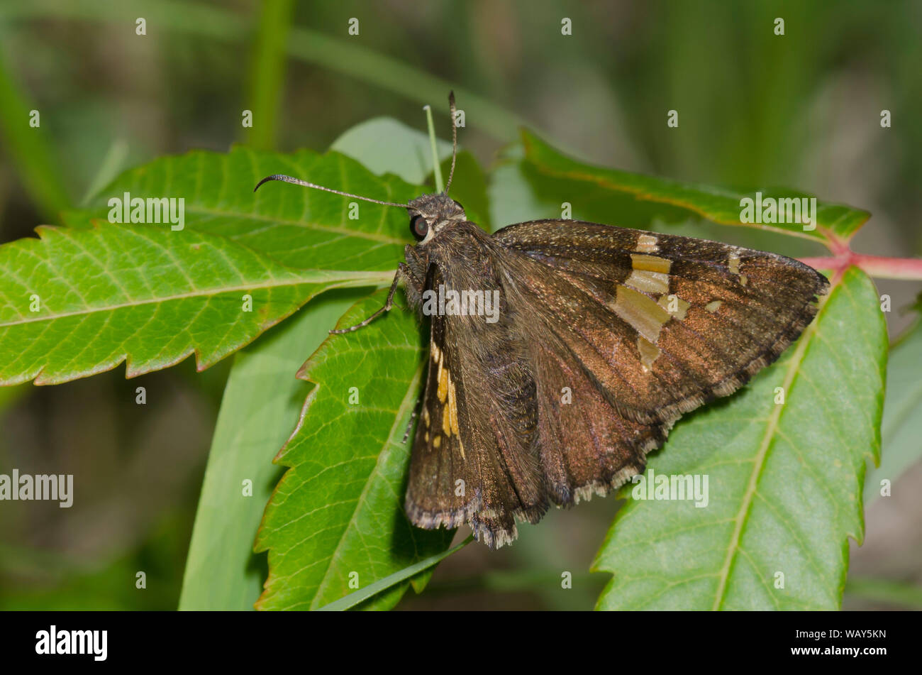 Hoary edge hi-res stock photography and images - Alamy