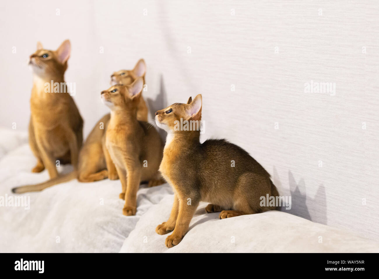 Abyssinian cat family. Ancient cat breed. Favorites of Egyptian ...