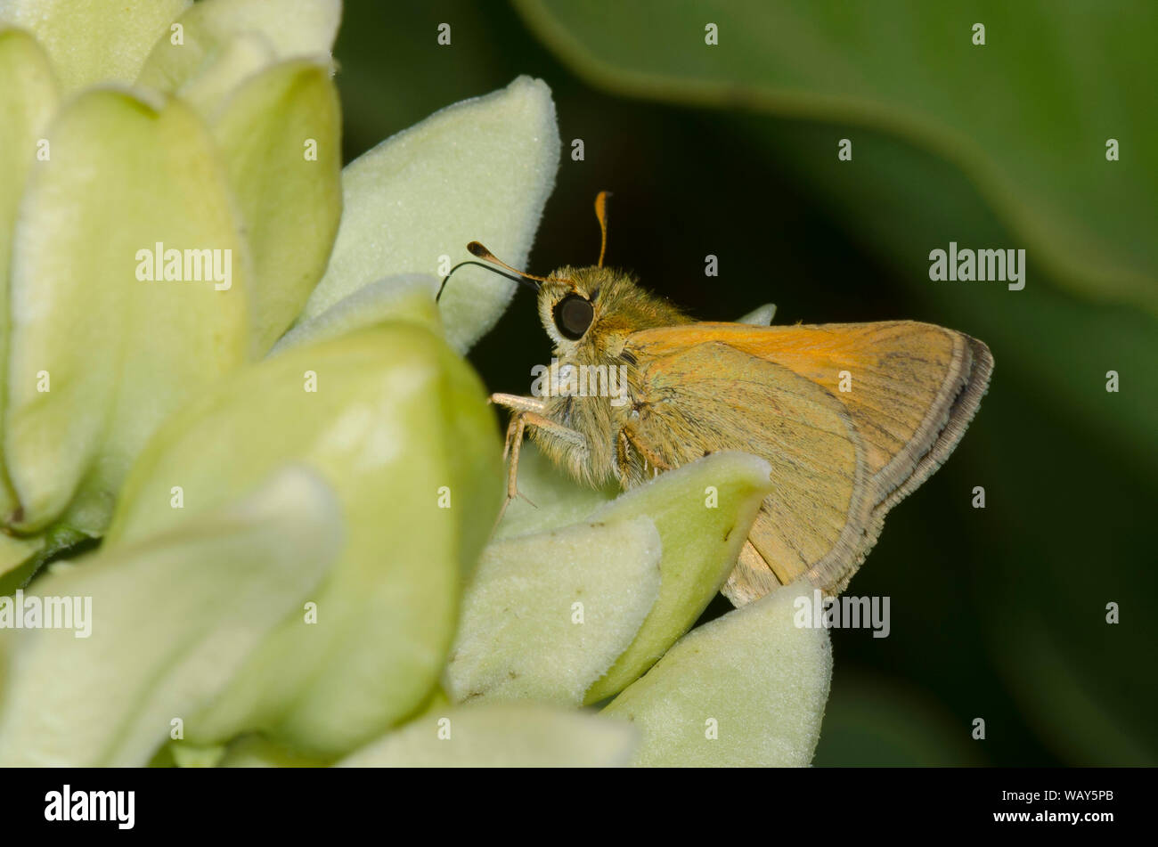 Green skipper butterfly hi-res stock photography and images - Alamy
