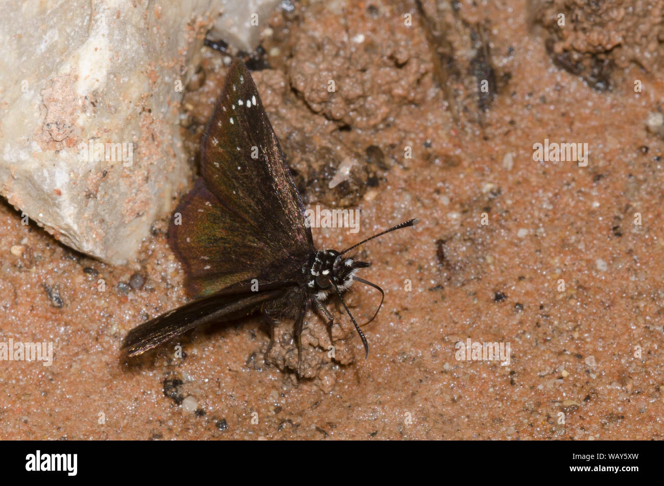 Common sootywing butterfly hi-res stock photography and images - Alamy