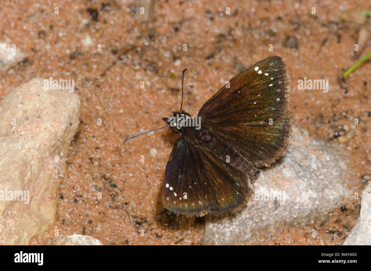 Common Sootywing, Pholisora catullus, mud-puddling Stock Photo - Alamy