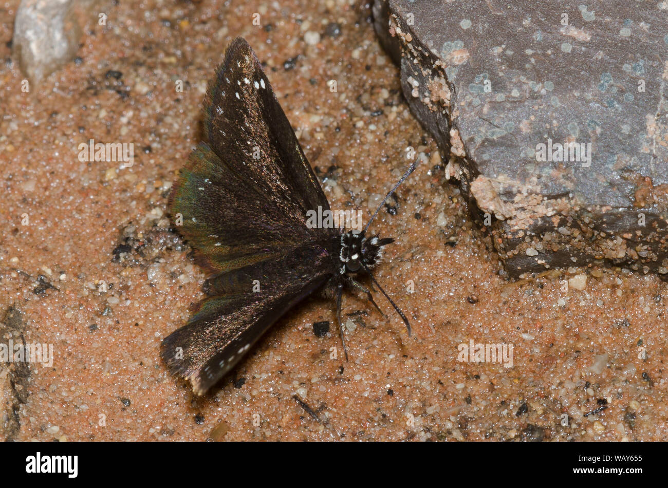 Common sootywing butterfly hi-res stock photography and images - Alamy