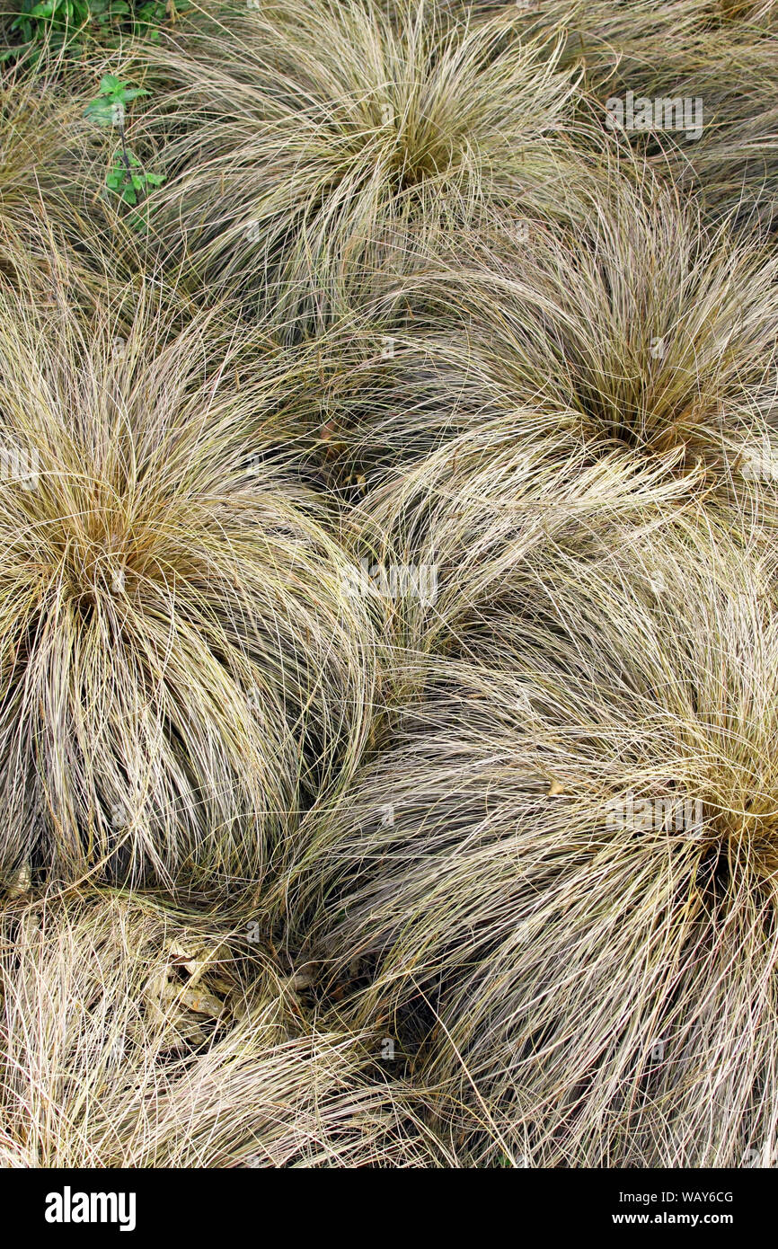 Natural background texture of yellow grass plant Stock Photo - Alamy