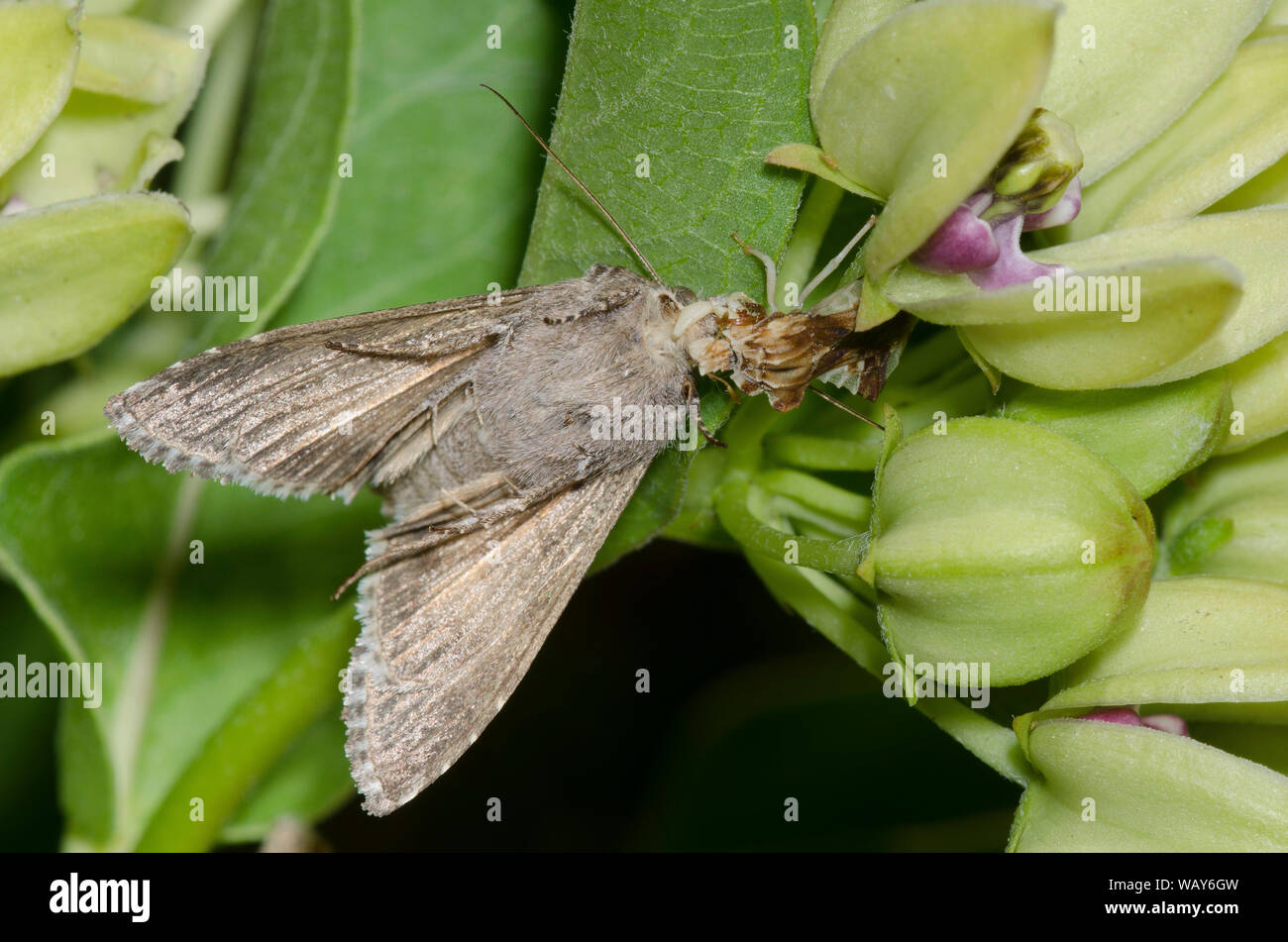Moth bug hi-res stock photography and images - Alamy