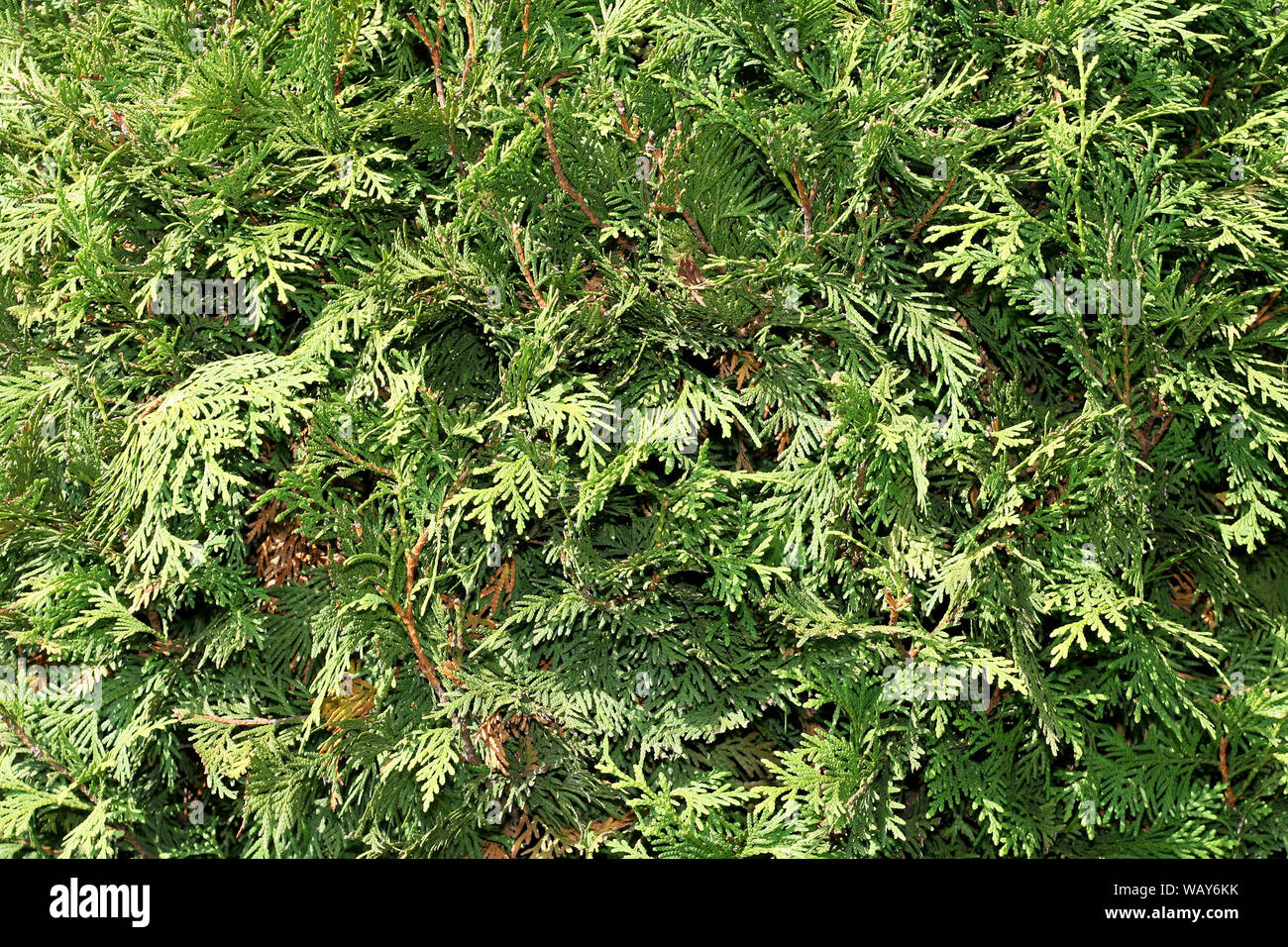 Background of conifer ever green plant pattern Stock Photo - Alamy