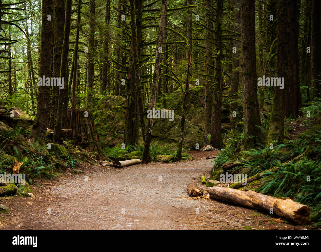 pathway through the forest Stock Photo - Alamy