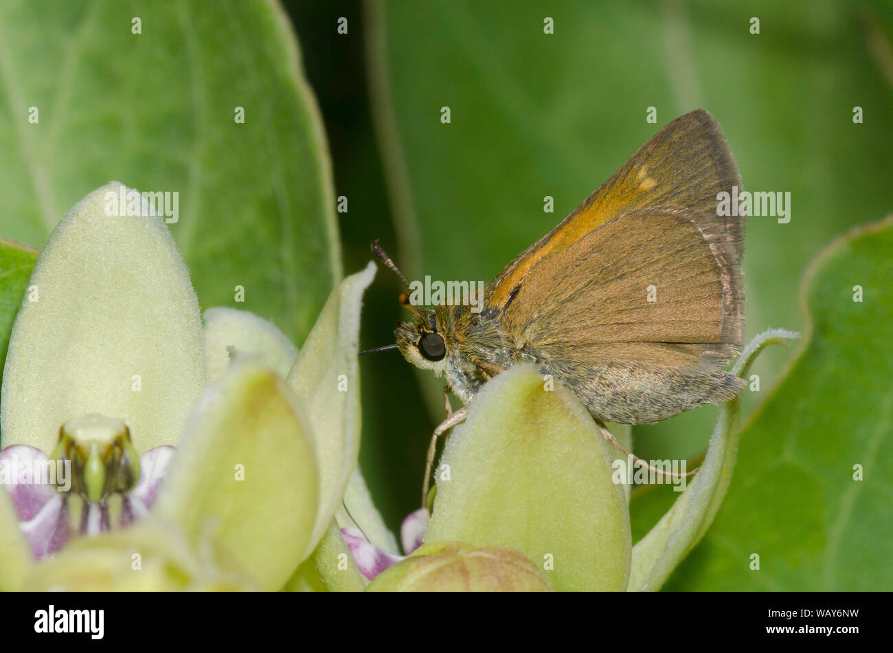 Green skipper butterfly hi-res stock photography and images - Alamy