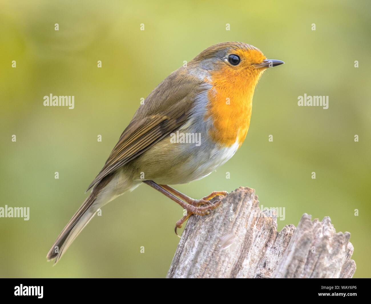 Robin silhouette hi-res stock photography and images - Alamy