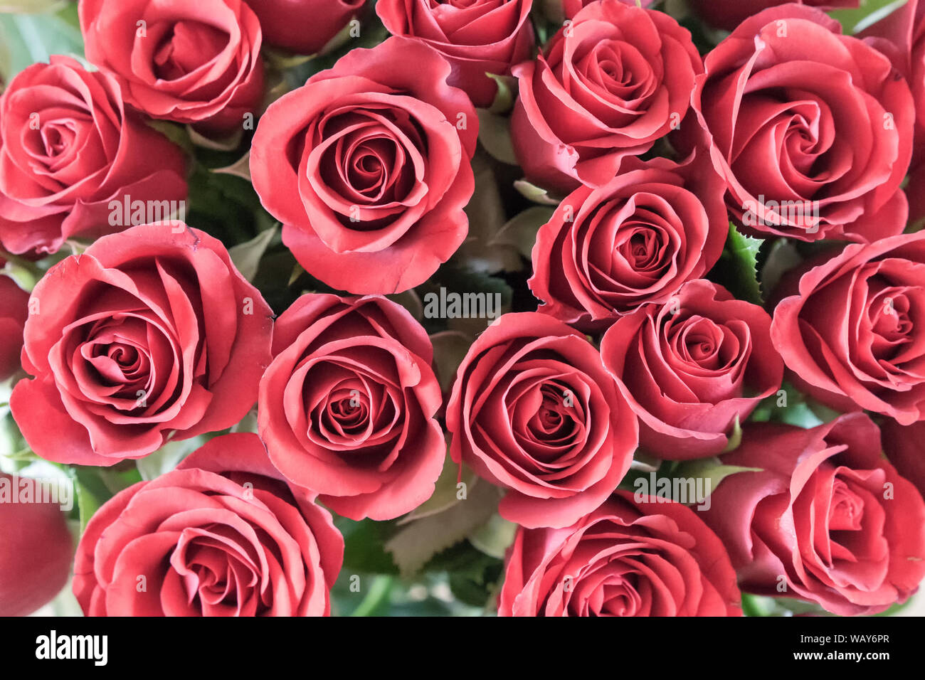 Red roses top view hi-res stock photography and images - Alamy