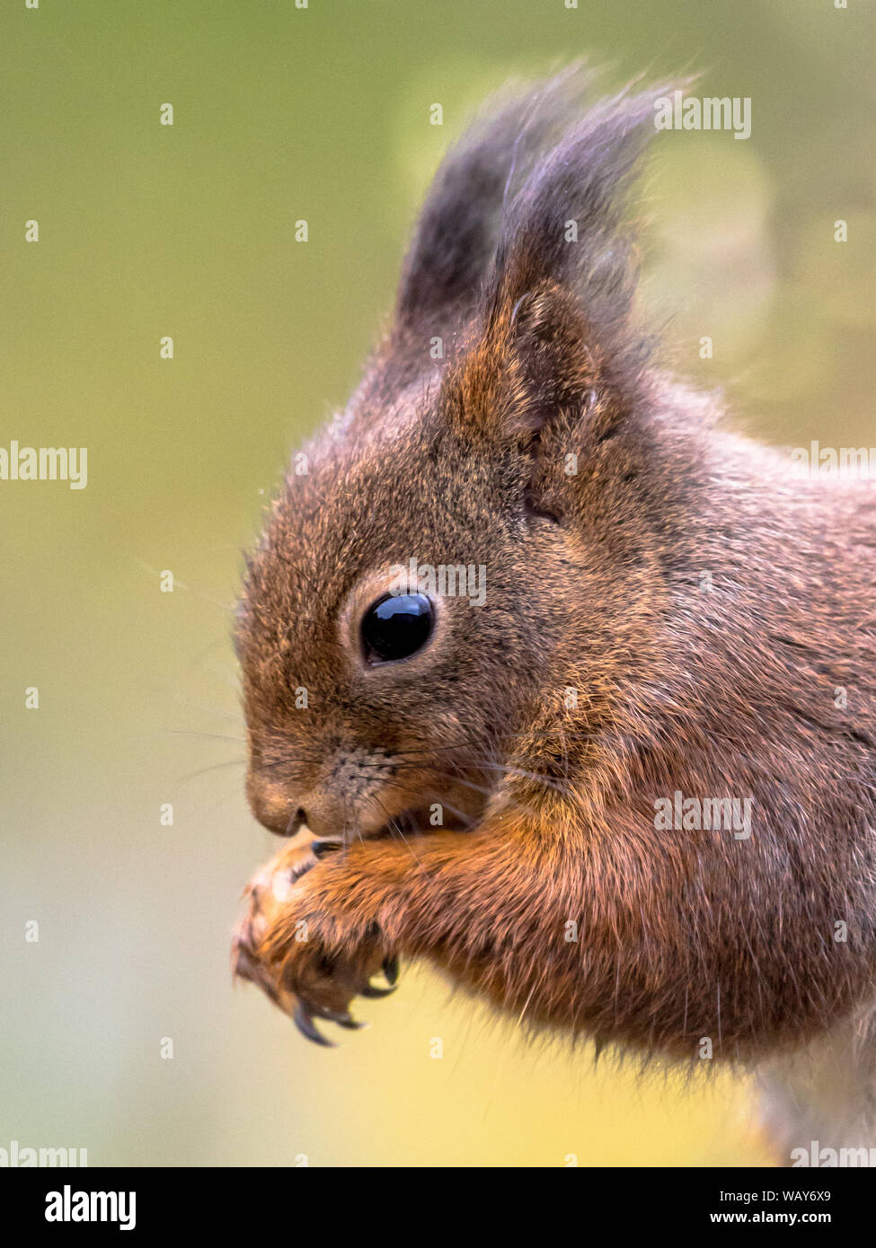 Red squirrel (Sciurus vulgaris) close up of side view portrait. Animal ...