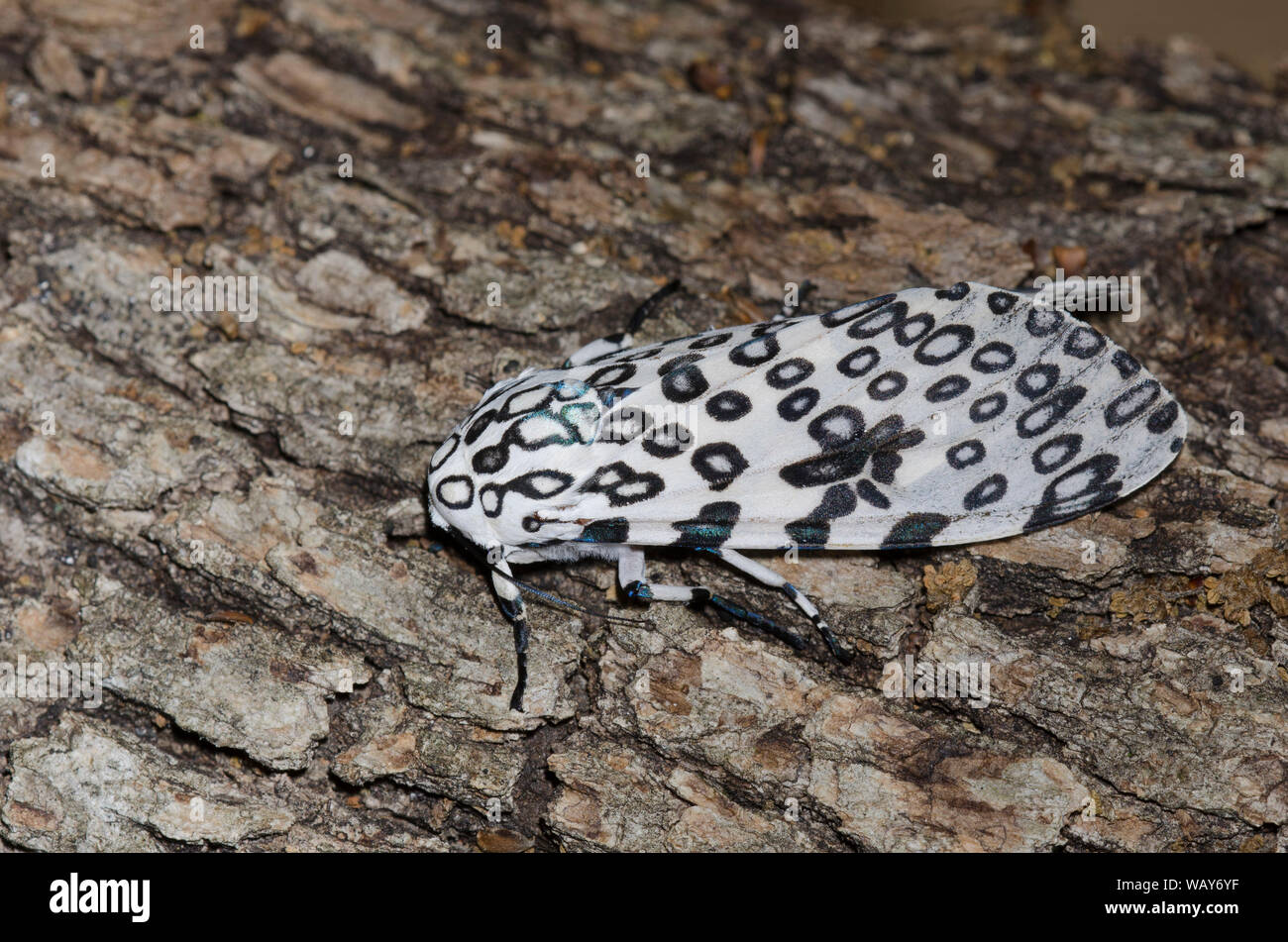 Giant Leopard Moth, Hypercompe scribonia Stock Photo - Alamy