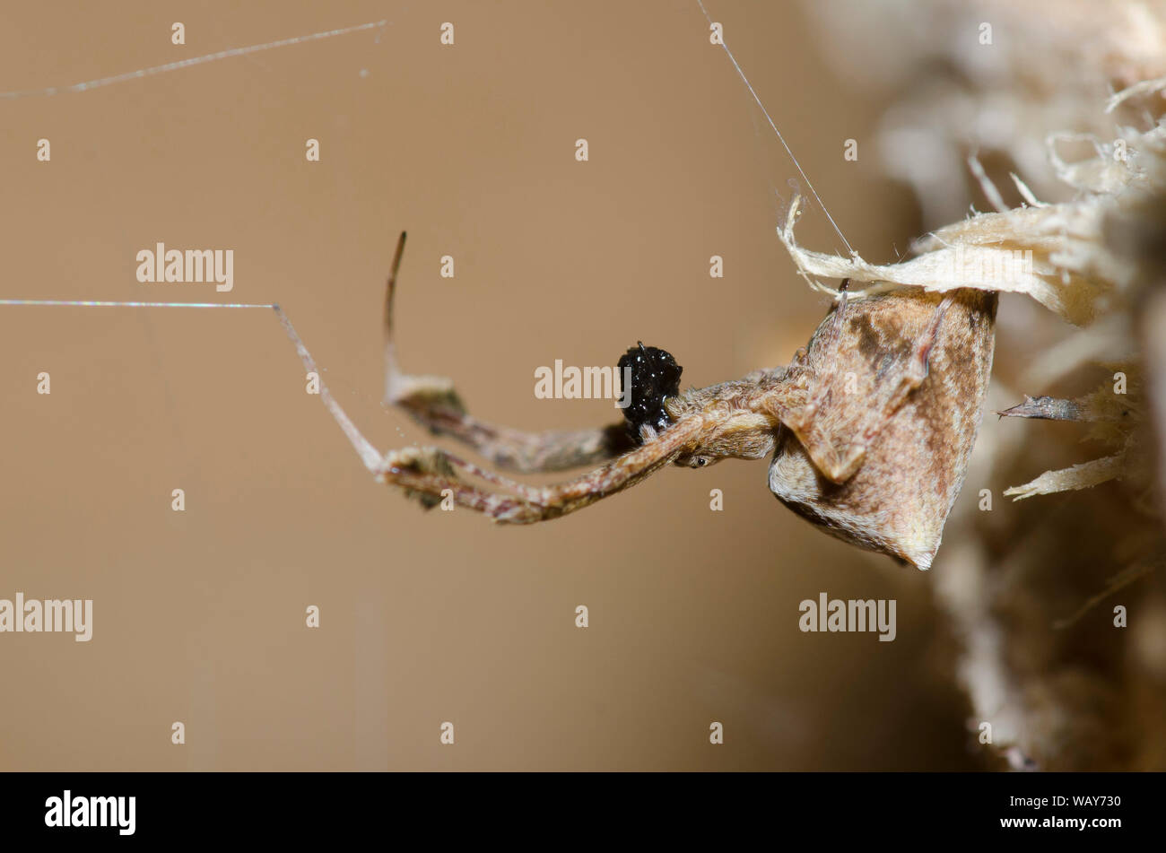 Featherlegged Spider, Uloborus sp., feeding on captured prey Stock ...