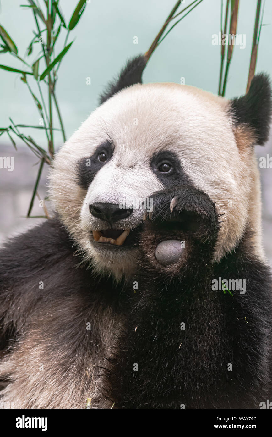 Panda Bear Teeth High Resolution Stock Photography and Images - Alamy