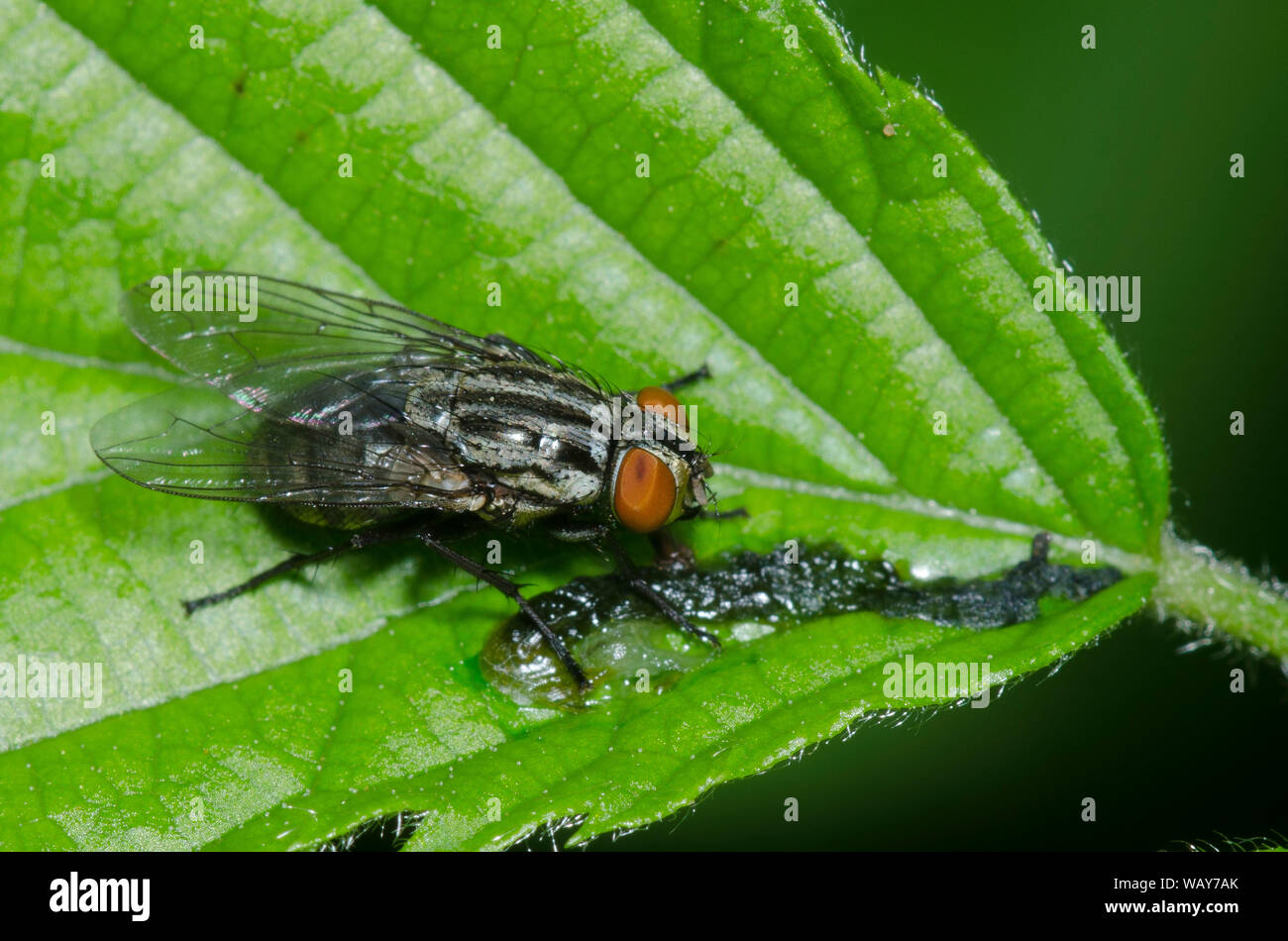 Flesh Fly, Family Sarcophagidae, probing bird dropping Stock Photo - Alamy