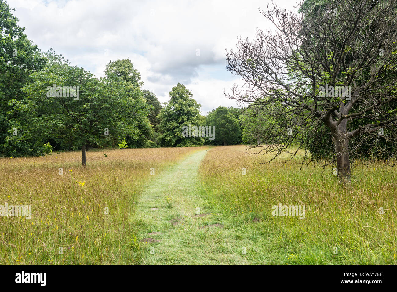 Path with trees and grass hi-res stock photography and images - Alamy