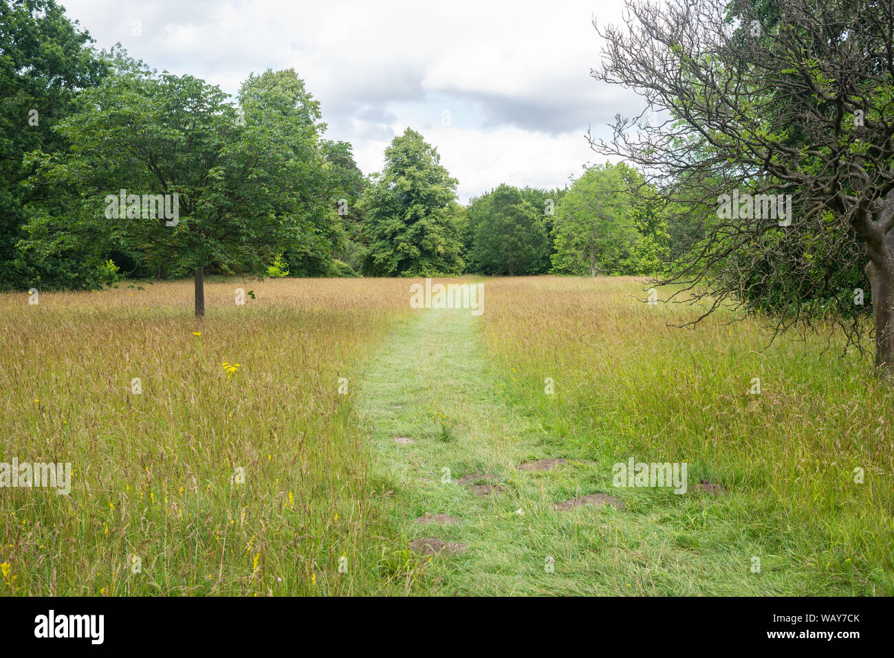Green outdoor park path entering a wild meadow with long wild grass and ...