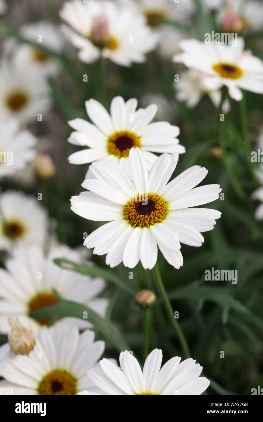Argyranthemum grandaisy ivory halo hi-res stock photography and images ...
