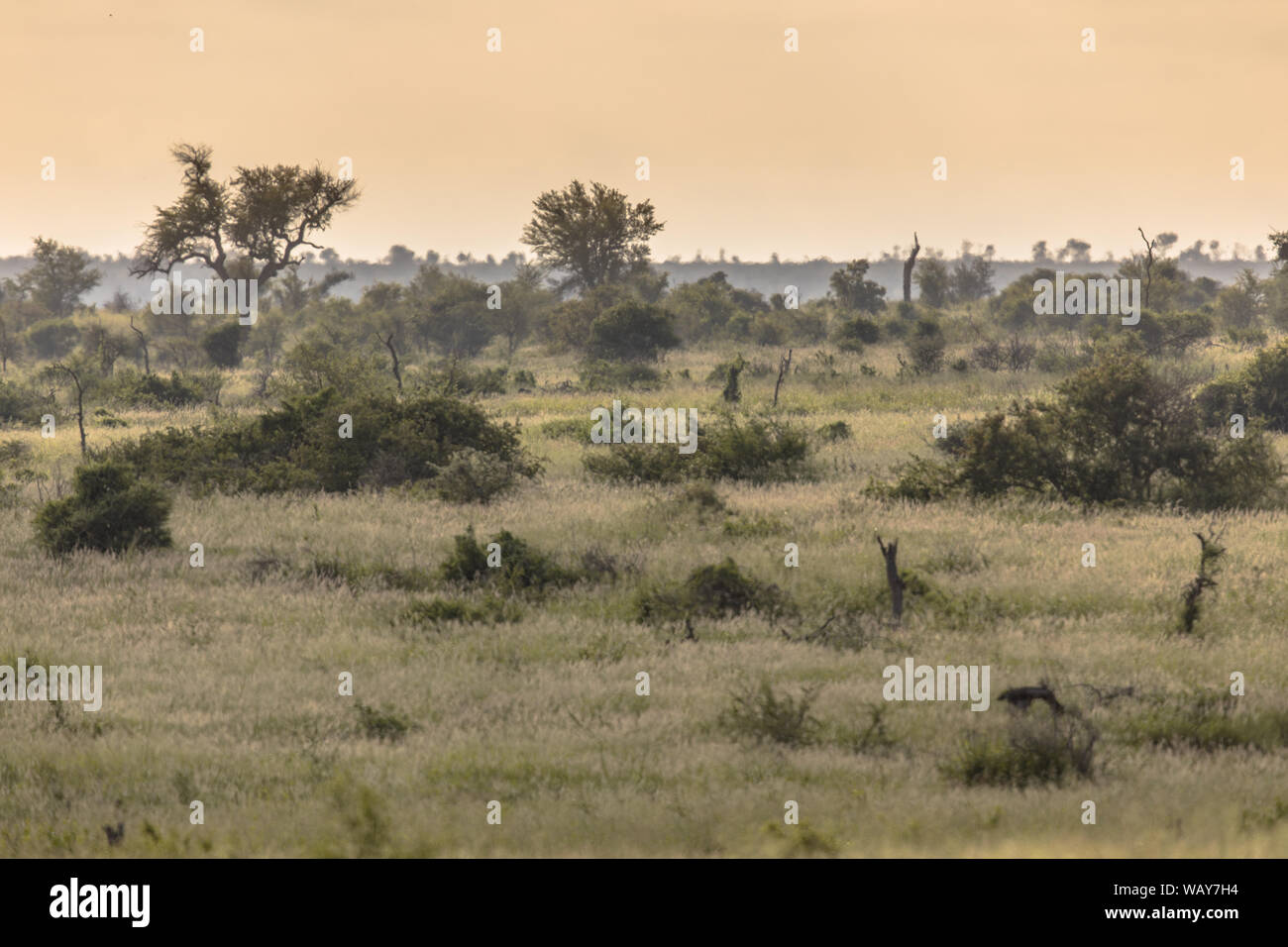 Vintage safari kenya hi-res stock photography and images - Alamy