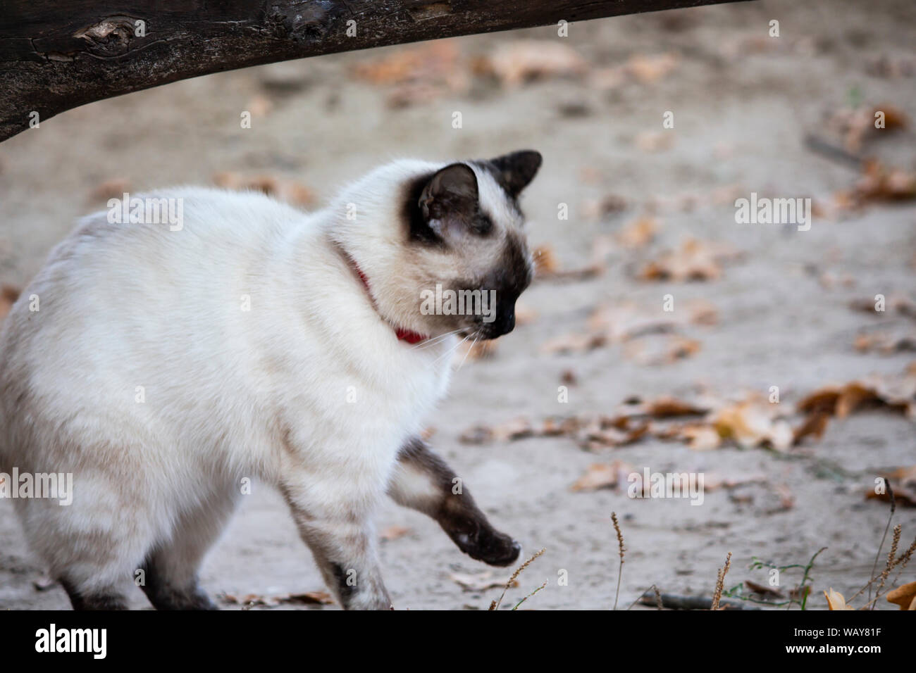cat is looking down. Images of cats, cat's eyes, cute cat on a light ...