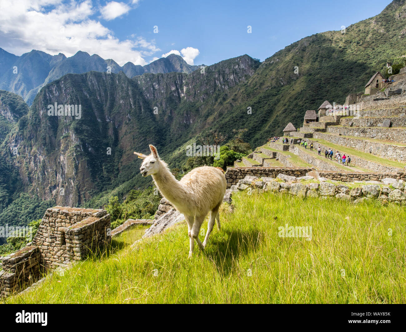 Machu Picchu, Peru - May 22, 2026: Llama walking in the ancient inca ...