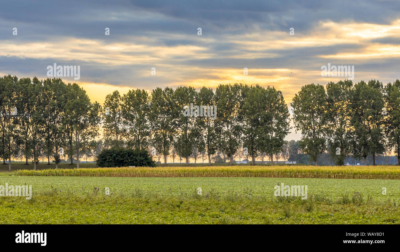 Traditional countryside scene in the Netherlands with old farms and ...