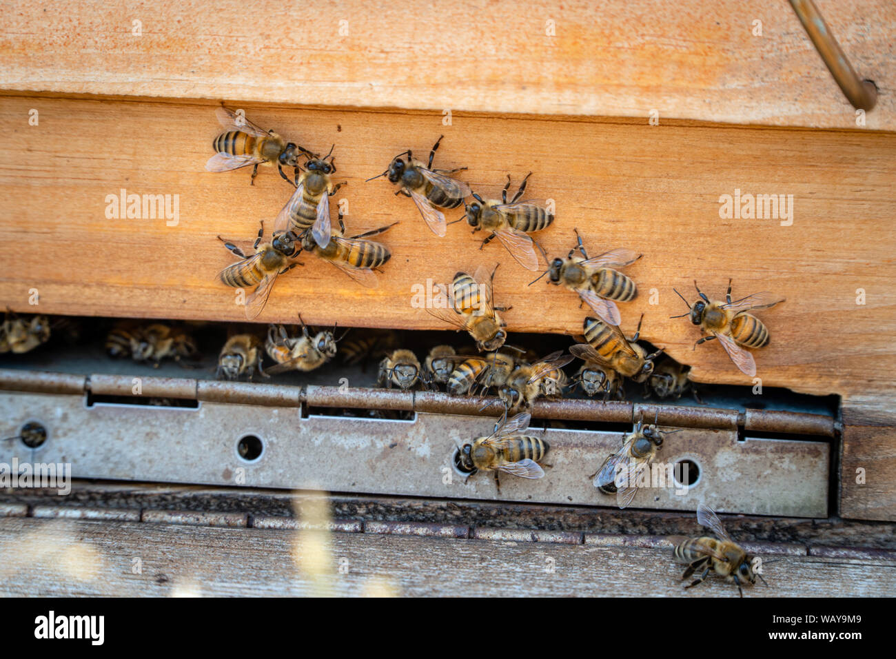 Bees returning from honey collection to yellow hive. Bees at entrance ...
