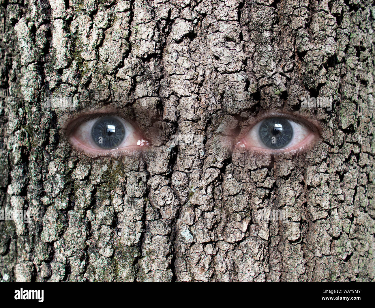 Tree with Human Eye Stock Photo - Alamy