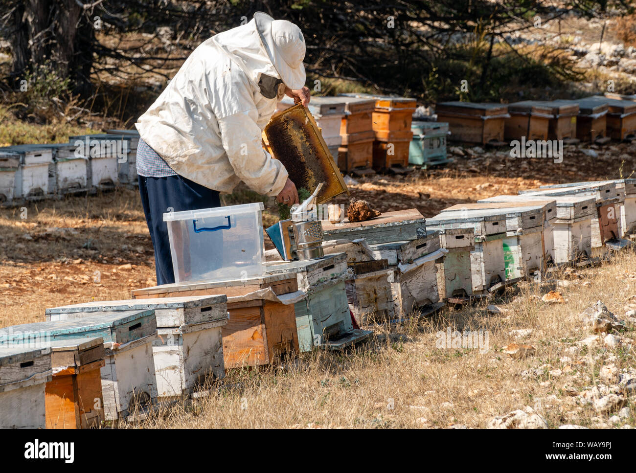 Collect honey hi-res stock photography and images - Alamy