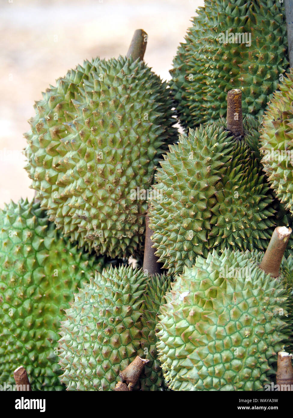 Durian, Durio zibethinus, Cambodia, Asia Stock Photo - Alamy