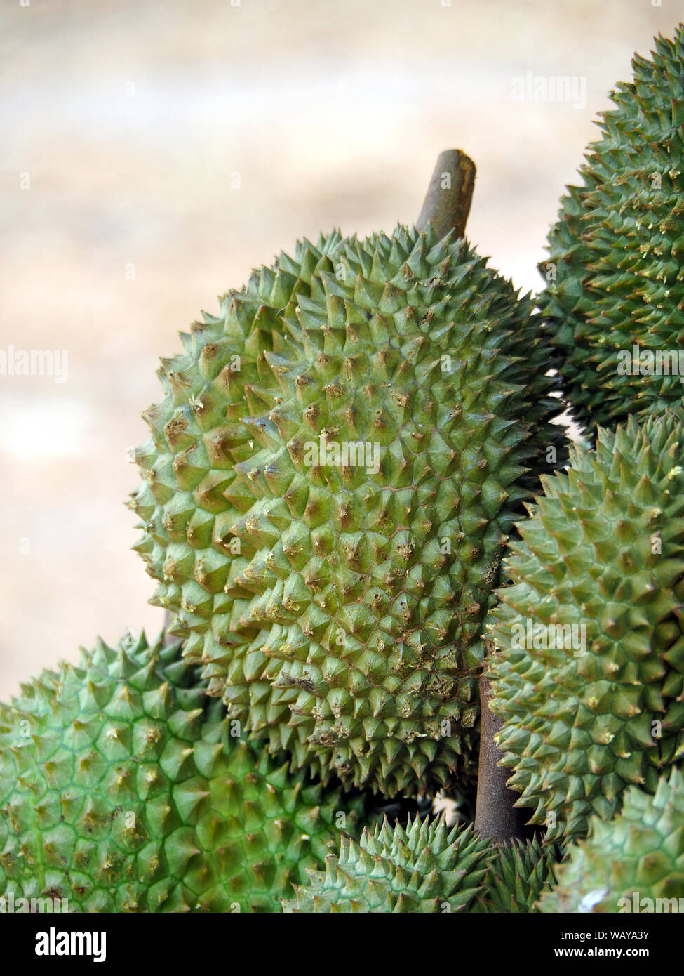 Durian, Durio zibethinus, Cambodia, Asia Stock Photo - Alamy