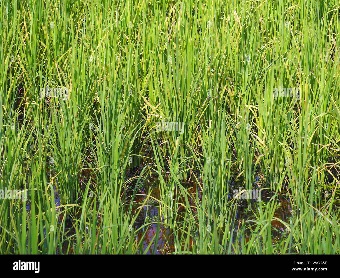 Rice, Oryza sativa, Cambodia, Asia Stock Photo - Alamy