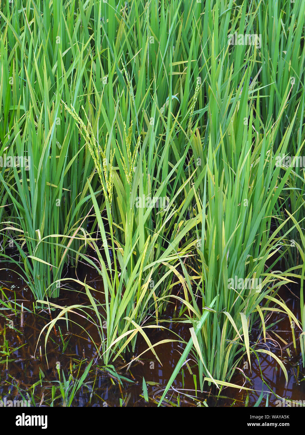 Asian rice plant oryza sativa hi-res stock photography and images - Alamy
