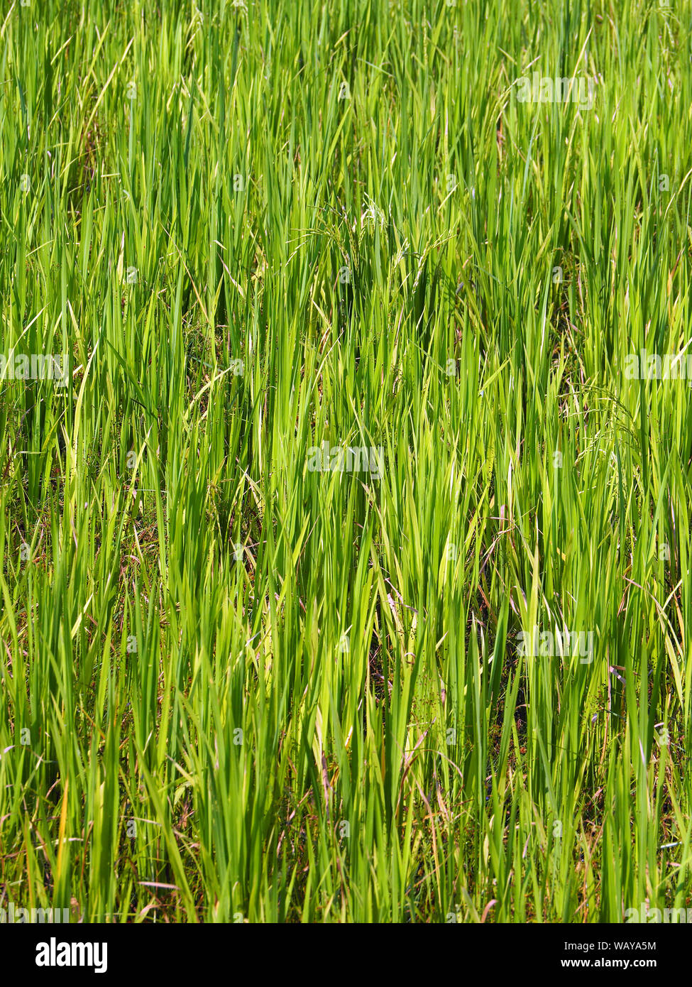 Asian rice plant oryza sativa hi-res stock photography and images - Alamy