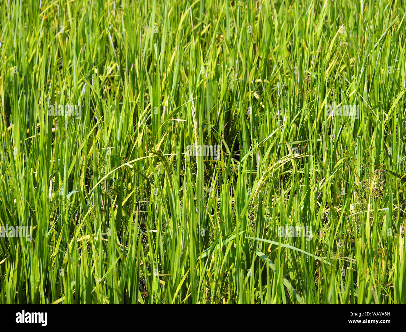 Rice, Oryza sativa, Cambodia, Asia Stock Photo - Alamy