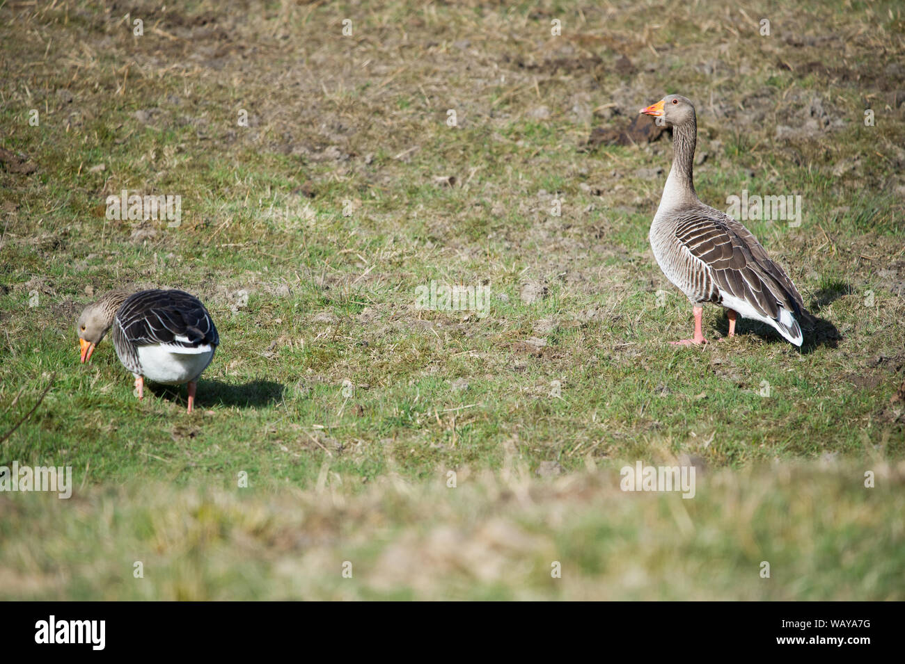 Visiting Canadian geese are seen taking a break at the side of the road ...