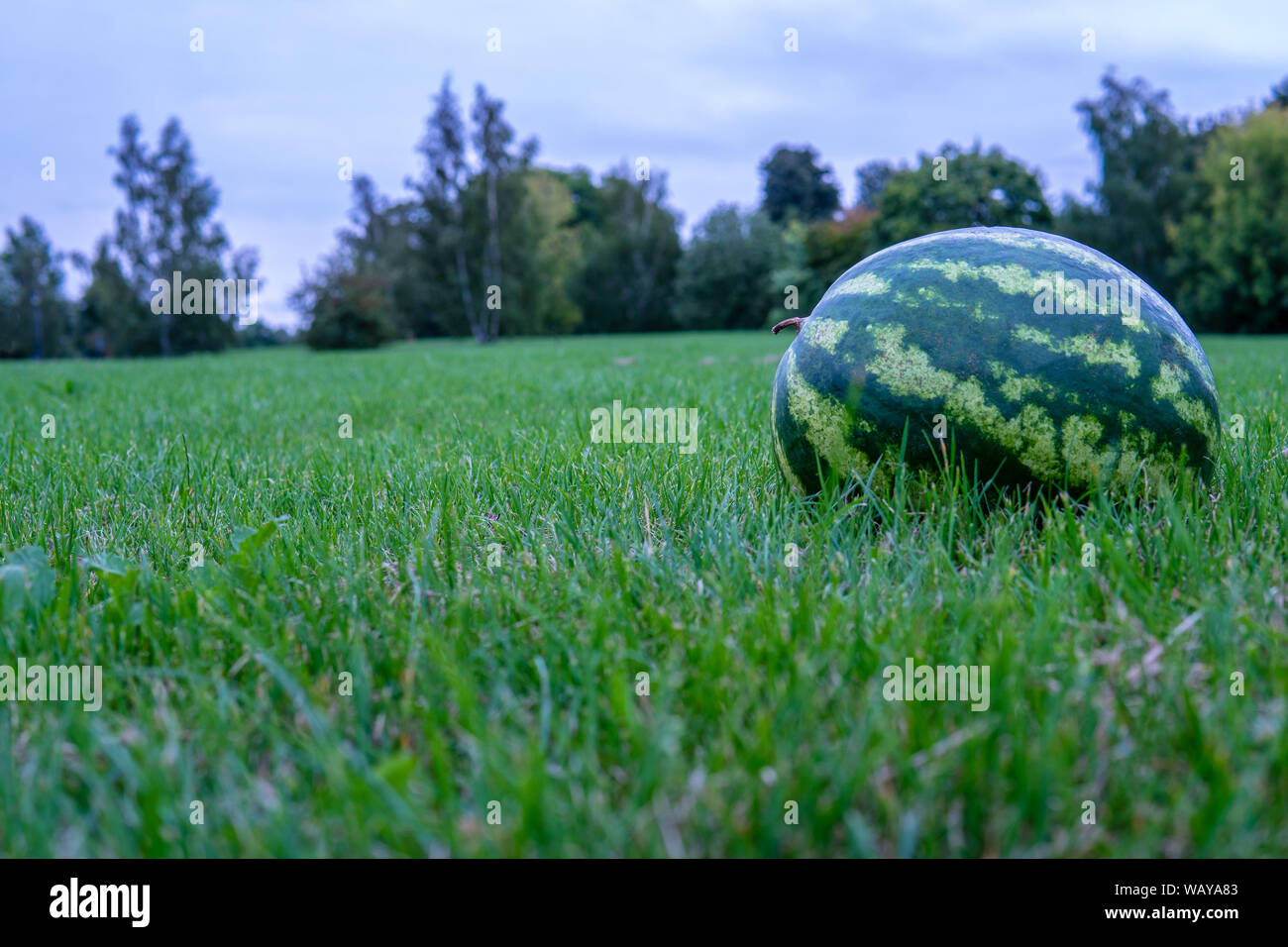 Large bright red watermelon, slice of watermelon, green grass against ...