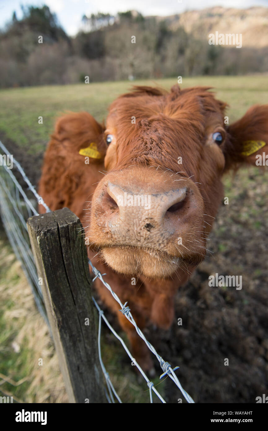 Luing cow hi-res stock photography and images - Alamy