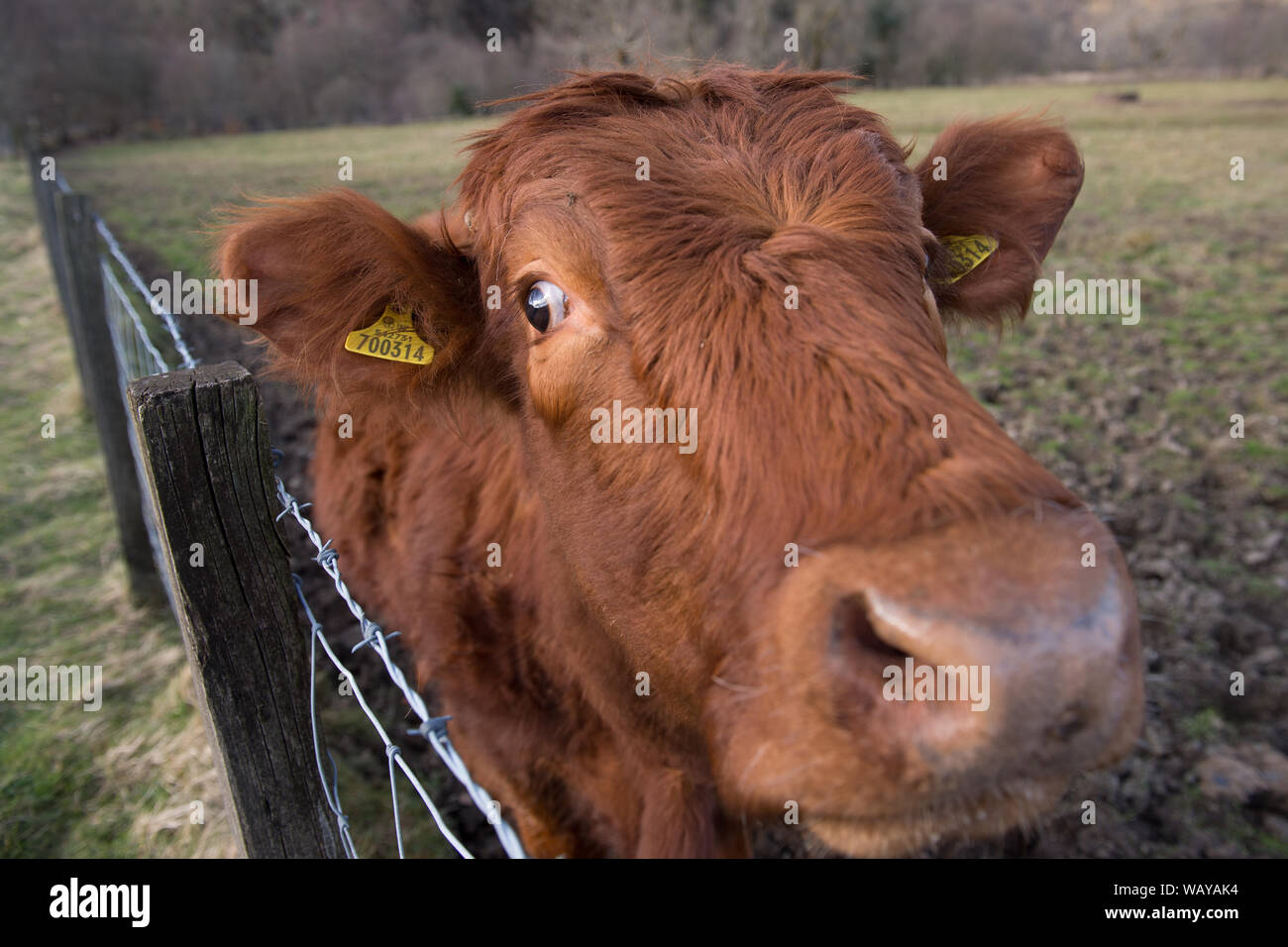 Luing cow hi-res stock photography and images - Alamy
