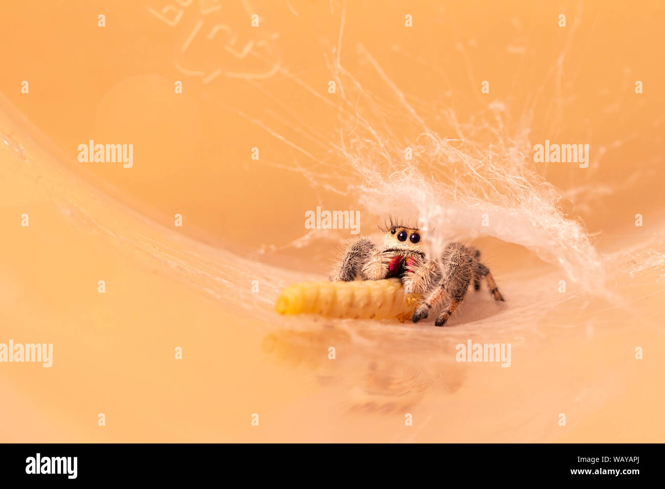 Regal Jumping Spider (Phidippus regius Stock Photo - Alamy