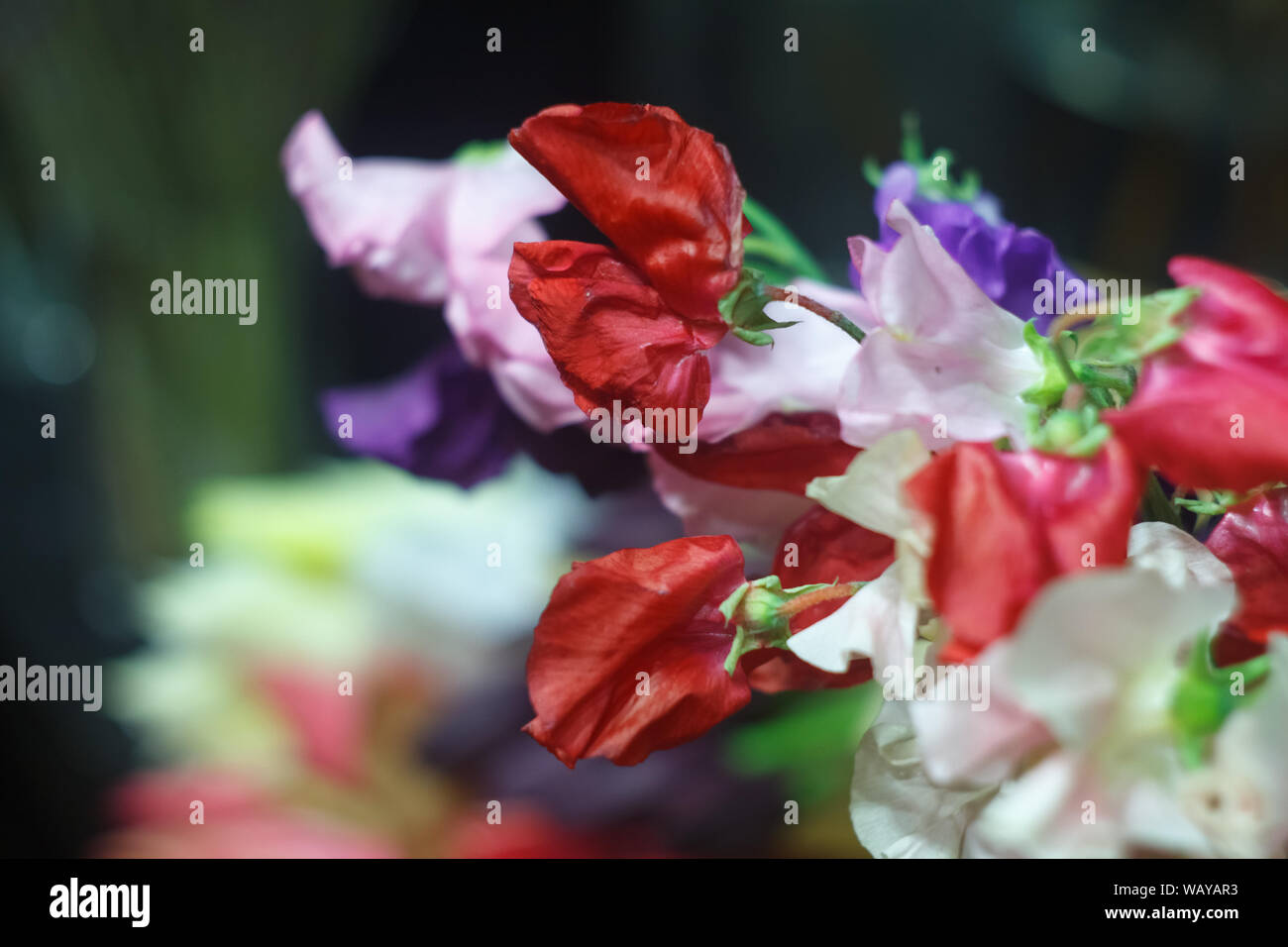 In A Snapdragon Flower High Resolution Stock Photography and Images - Alamy