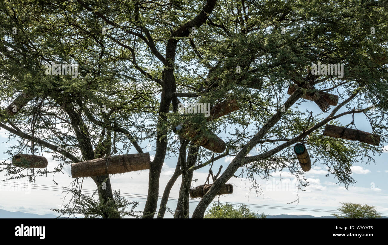 Bee hives in acacia tree Ethiopia Stock Photo - Alamy