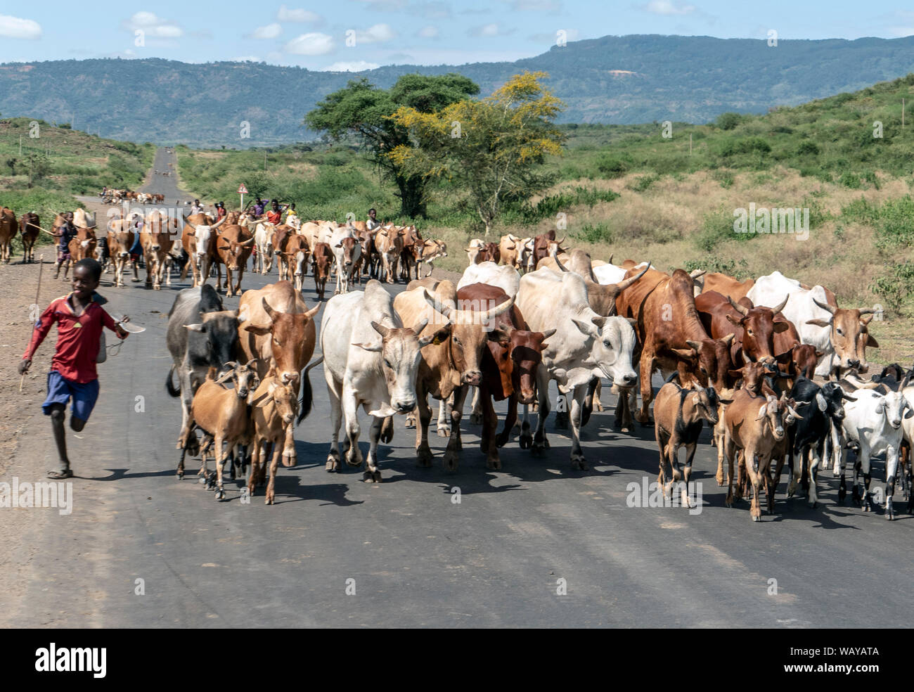 Running boy herds cattle on road Ethiopia Stock Photo - Alamy