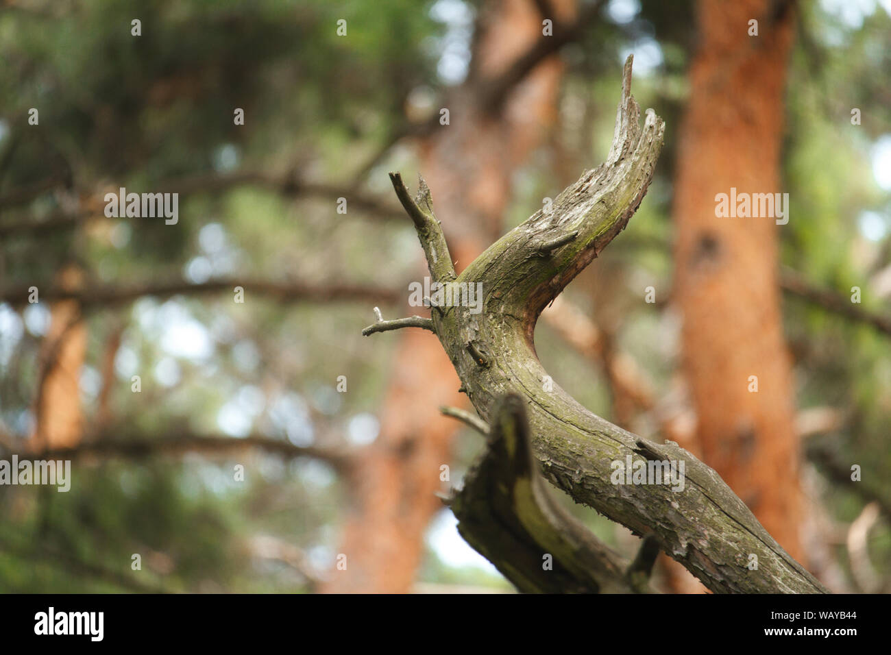 Old, dry, crumpled tree against a blurry forest background, selective ...