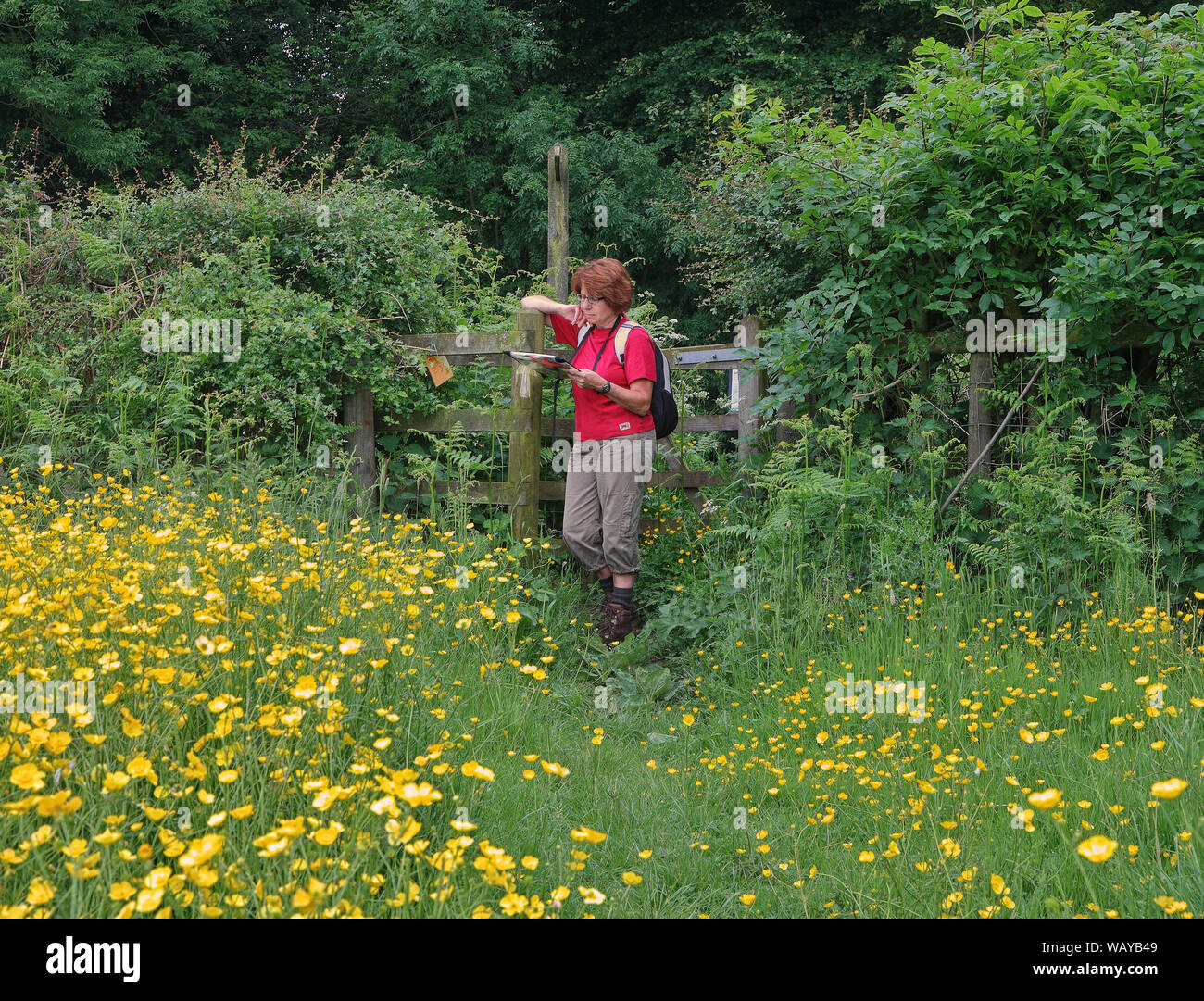 Lady Rambler reading a map on an English country footpath Stock Photo ...