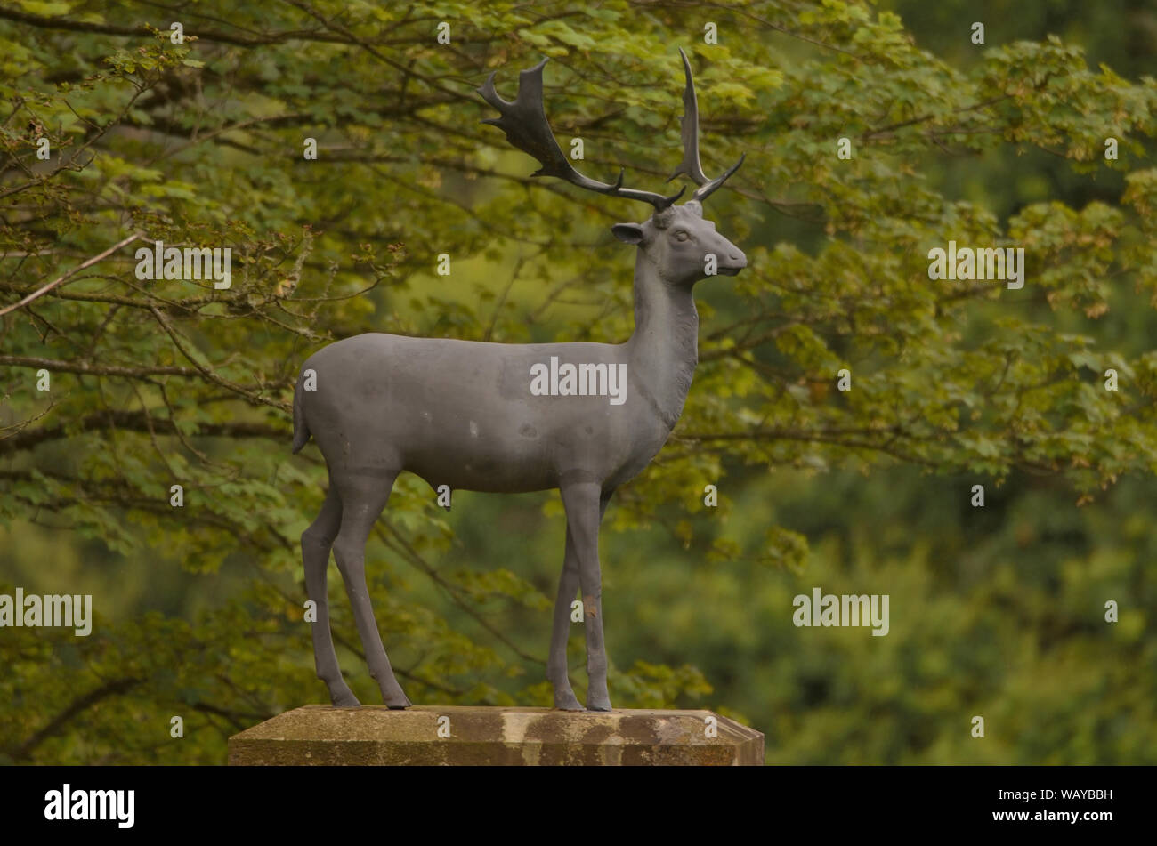 Roe deer stag hi-res stock photography and images - Alamy