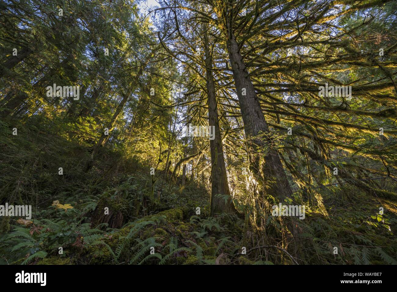 Low angle shot of trees in a forest Stock Photo - Alamy