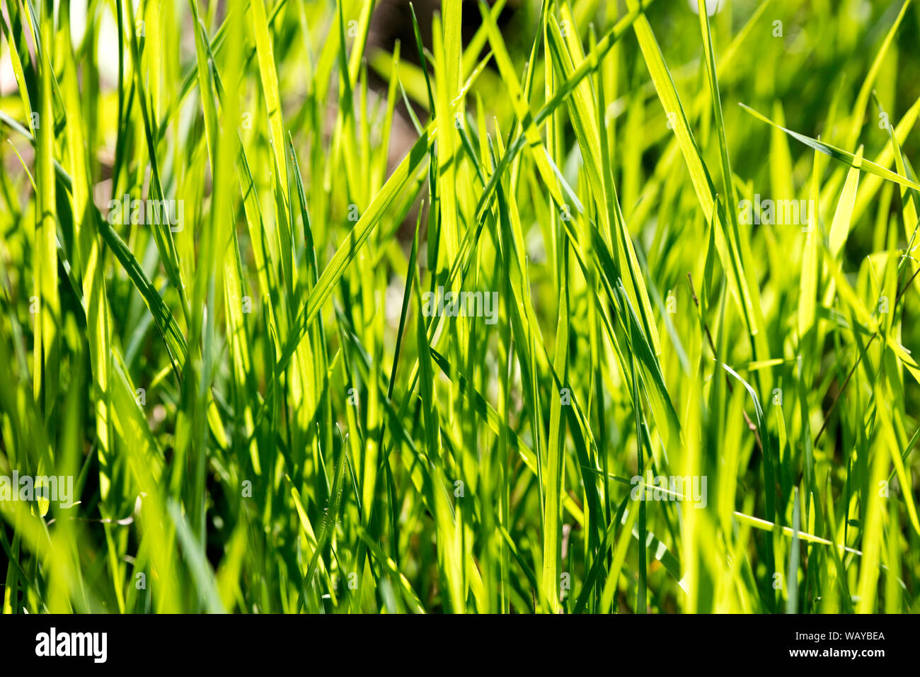 Green grass macro natural background texture fresh spring summer fifty ...