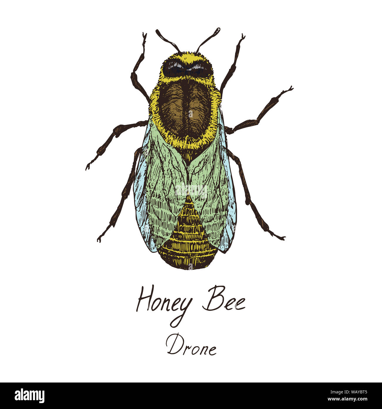 drone bee drawing