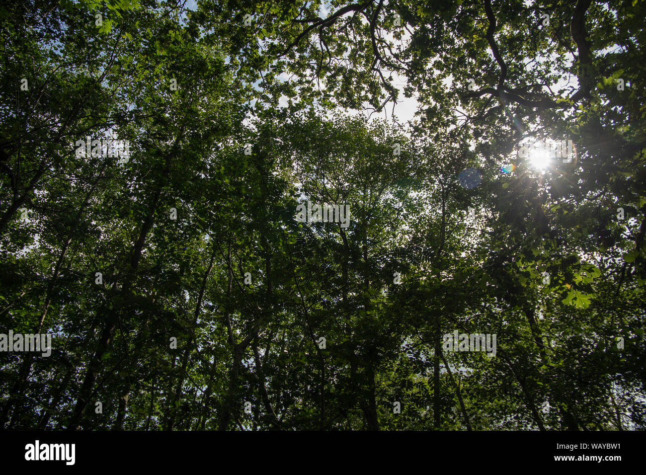 Sun through trees looking up hi-res stock photography and images - Alamy