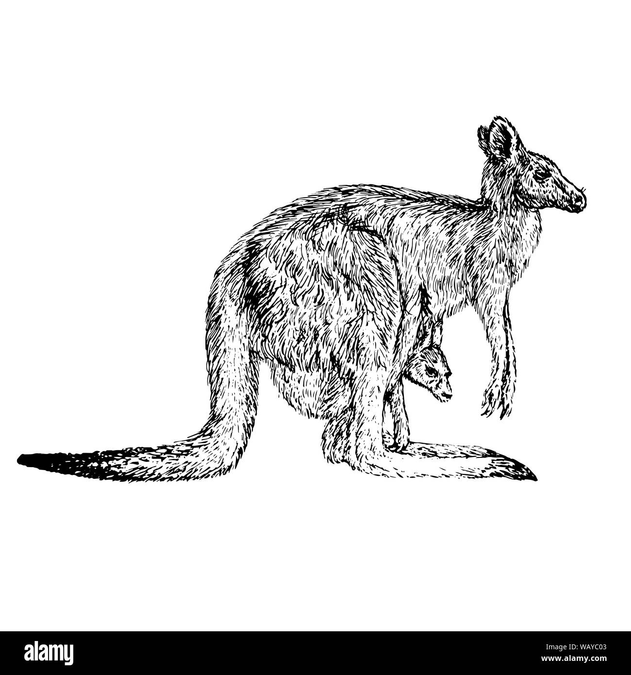 Kangaroo With Baby In Pouch Drawing